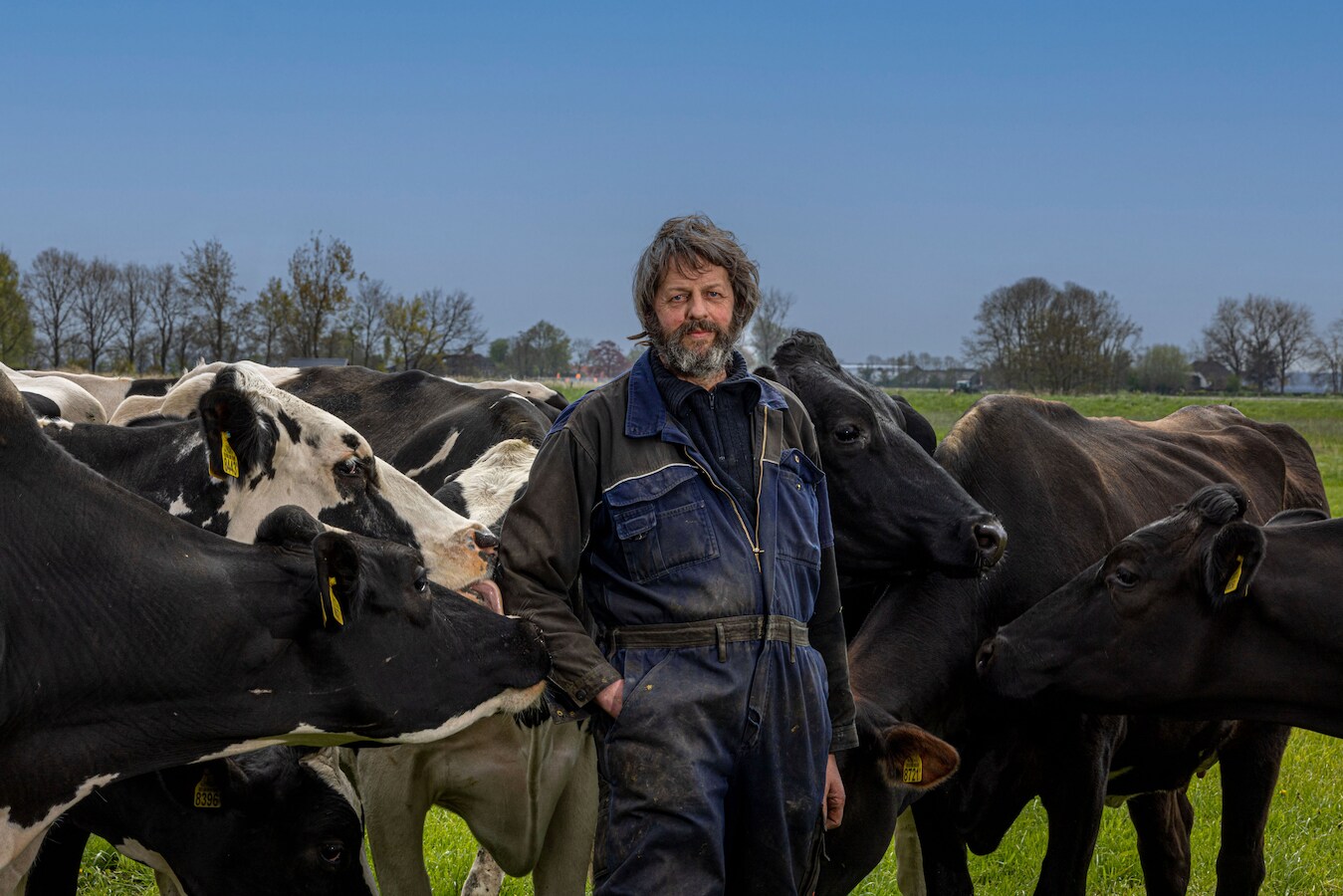 Boer Jaap verliest op mysterieuze wijze 23 van zijn 60 koeien in bijna ...