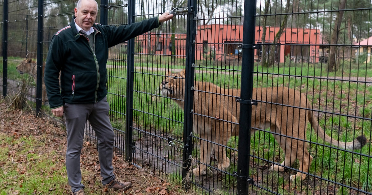 Zo worden bezoekers van de Beekse Bergen beschermd tegen de dieren (en ...