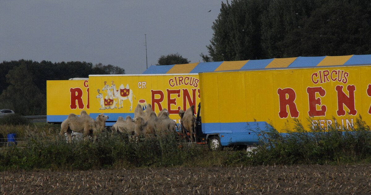 Circus Renz uit Berlijn te zien in Veghel | Veghel | bd.nl
