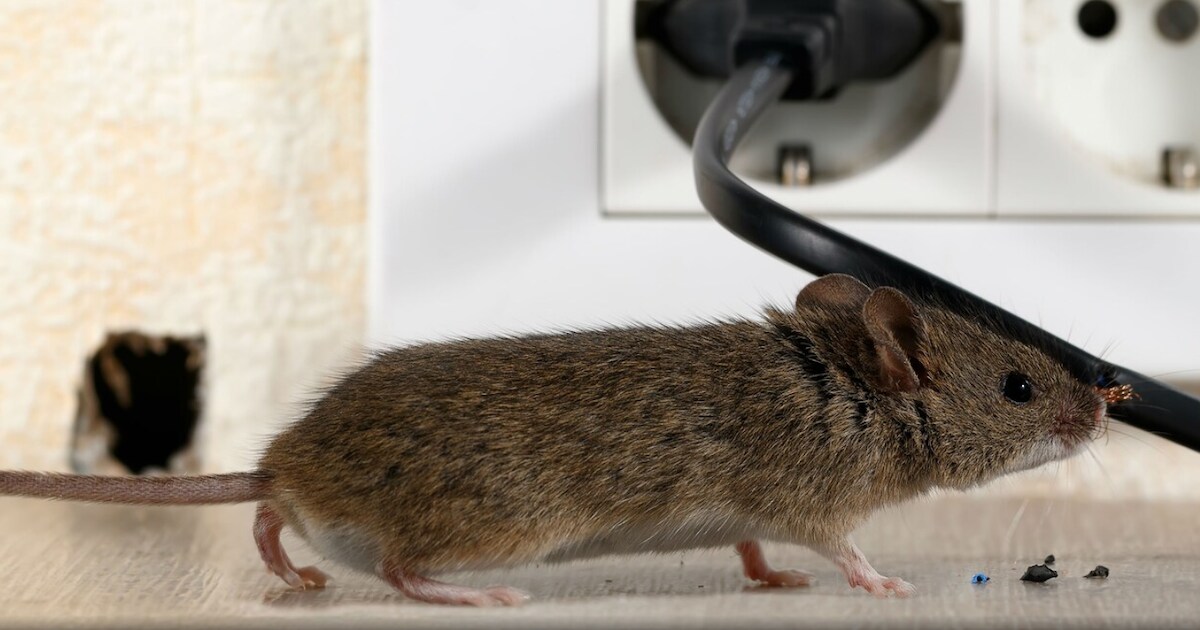 Joke had een muis in huis, maar hoopte niet dat hij doodging | Extra ...
