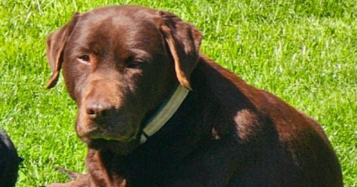 Ze was meer dan een maand vermist na ongeluk baasjes, nu is labrador ...
