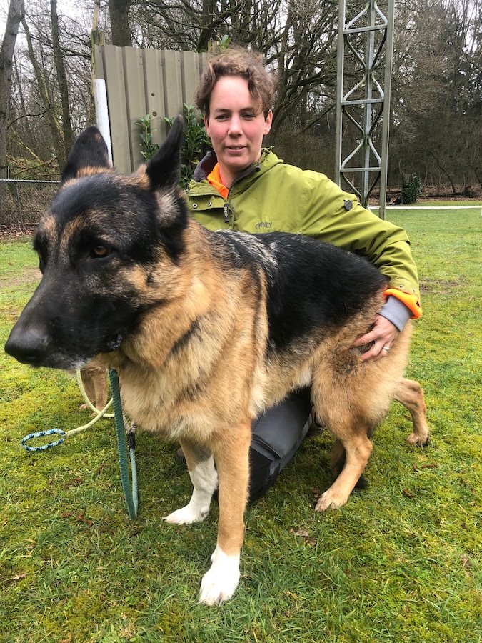 Liefhebbers herdershonden genieten in Oss: ‘Ze willen werken en hun ...
