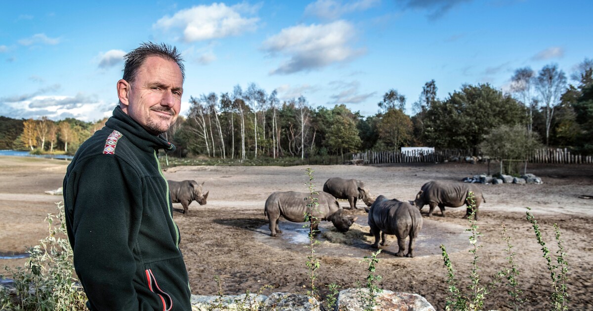 Spaanse gigant Yambo barst van het zelfvertrouwen en zorgt voor nageslacht olifanten Safaripark ...
