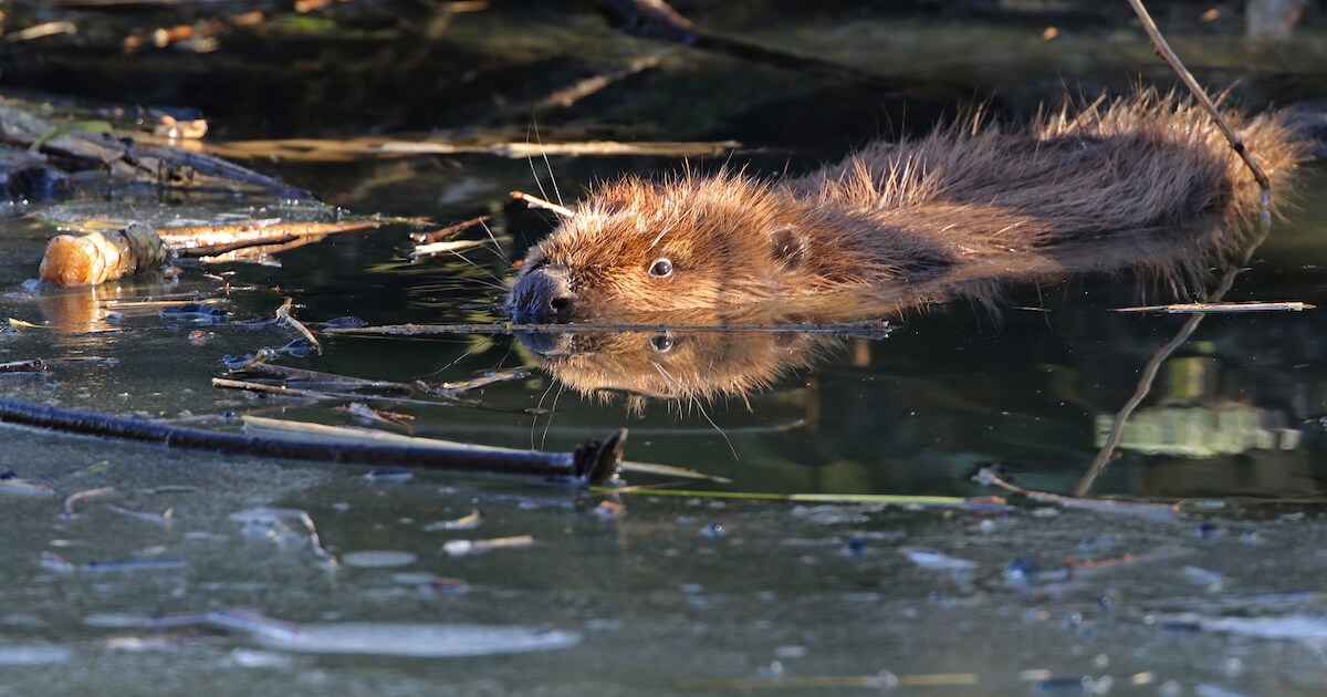 Bever duikt op in natuurgebied Kampina: ‘Hij is meer dan welkom ...
