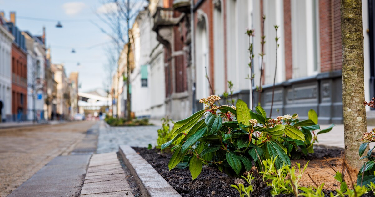 Bernheze organiseert winactie voor groene tuinen | Bernheze | BD.nl