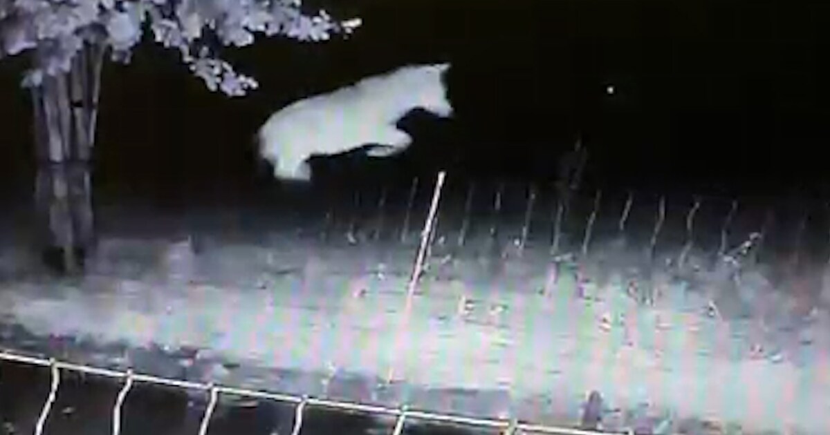 Wolf springt over wolfwerend raster in Gelderland, provincie wil dier ...