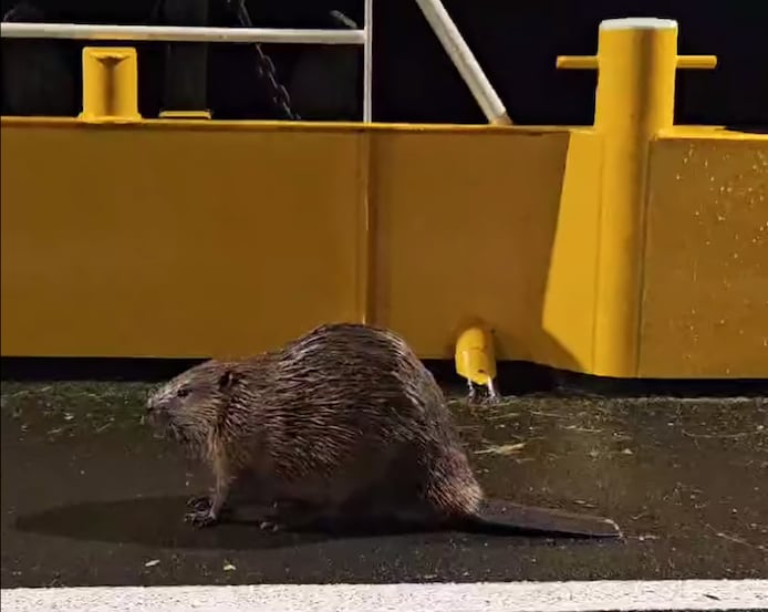 Bever mag niet met veerpont mee naar de overkant van de Maas | Oss | bd.nl