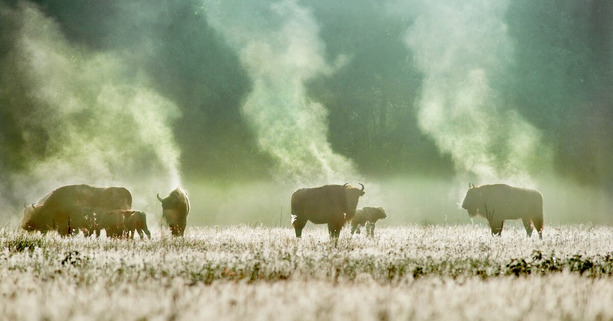 ‘Stressloos genieten’ in natuurgebied de Maashorst: voorlopig mét de ...