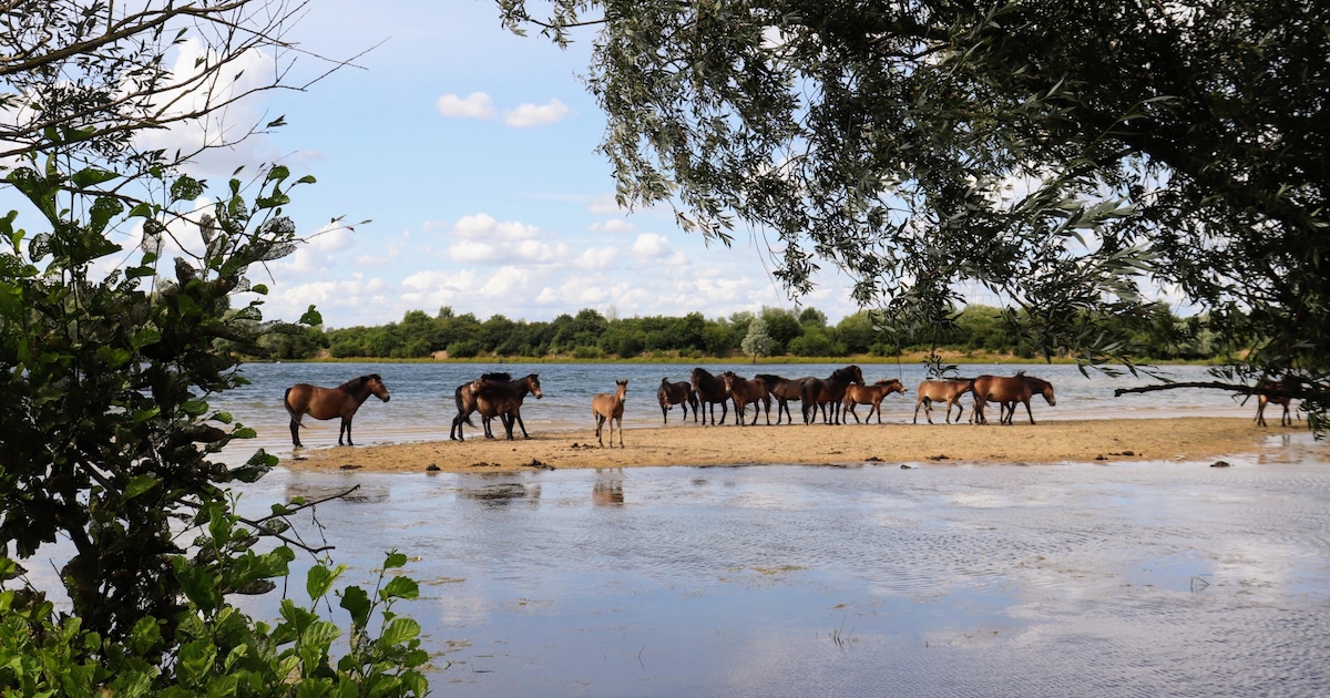 Daarom groeit de weerstand tegen de ‘postzegel-aanpak’ plassengebied ...