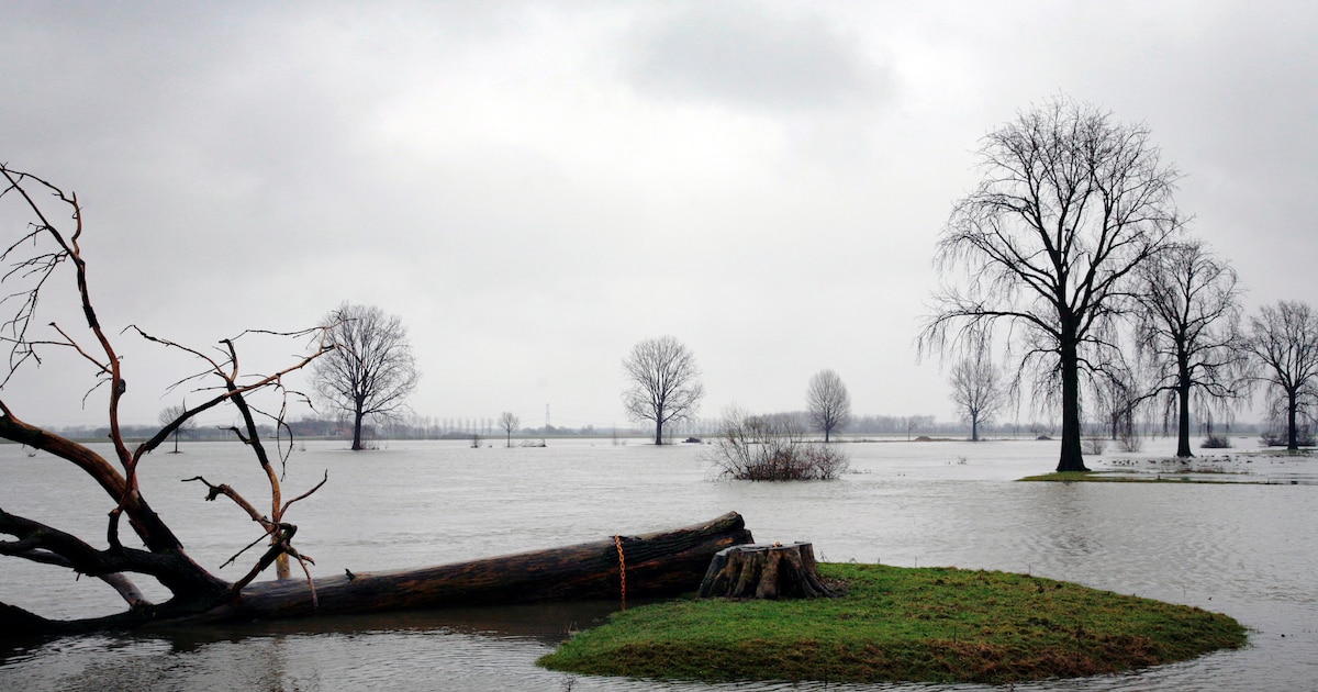 SP Oss slaat alarm over de kap van honderd bakenbomen langs de Maas: ‘Stomverbaasd’ | Oss | BD.nl