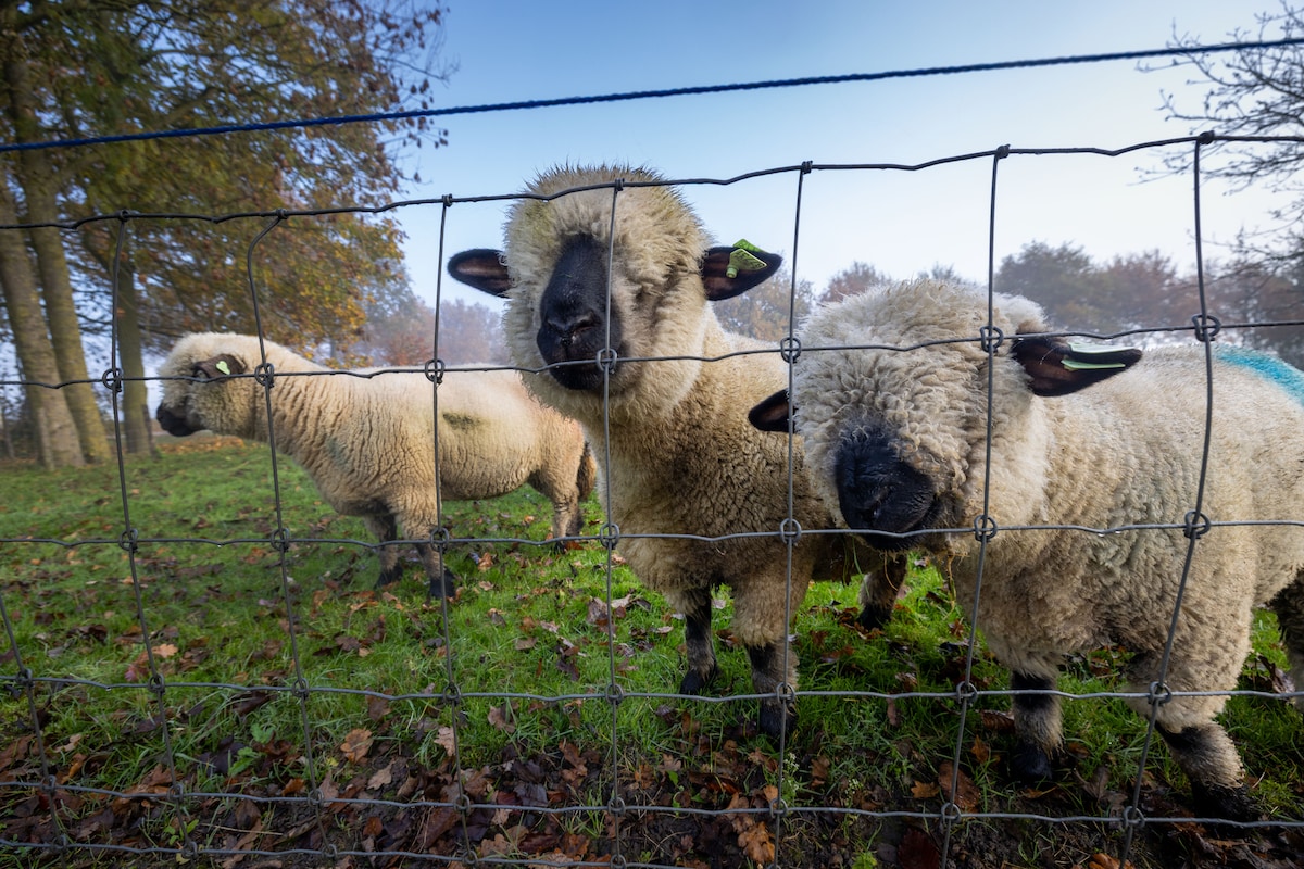 Wolf liet dieren in Loon op Zand vorig jaar met rust, laatste aanval ...