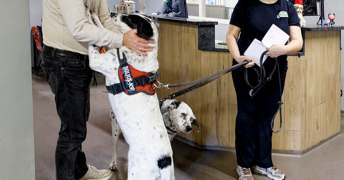Paradijs voor bange honden tijdens de jaarwisseling: ‘Thuis kruipt ...