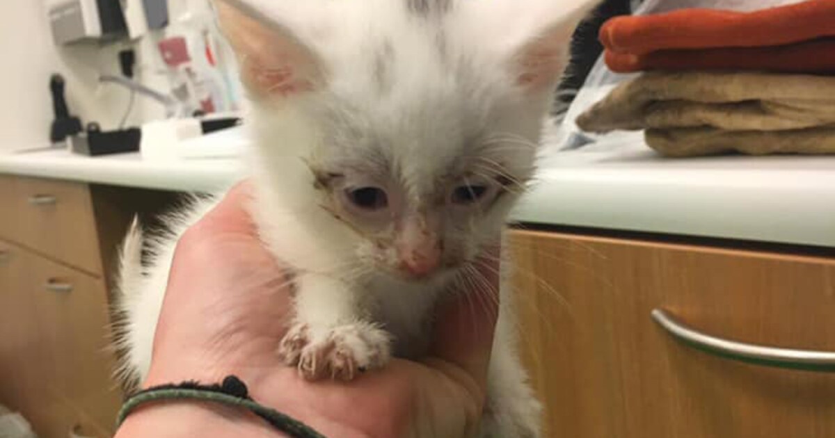 Dertien verwaarloosde katten uit Tilburgse woning gehaald, twaalf ...