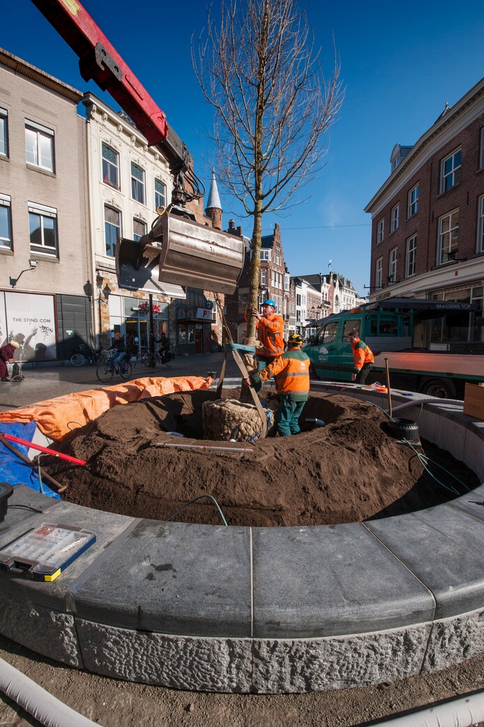 Straatbeeld: geen klein boompje, maar een negen meter hoge boom op de ...