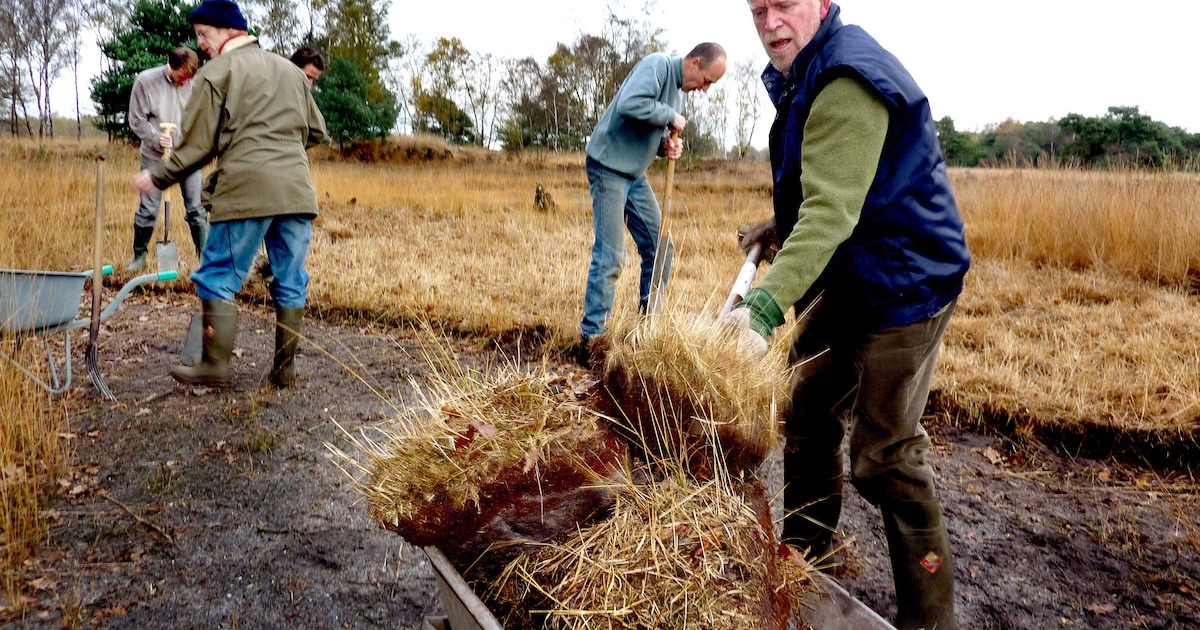 Opinie | De natuur herstellen? Voer stikstof af, zoals met plaggen! | Opinie | bd.nl