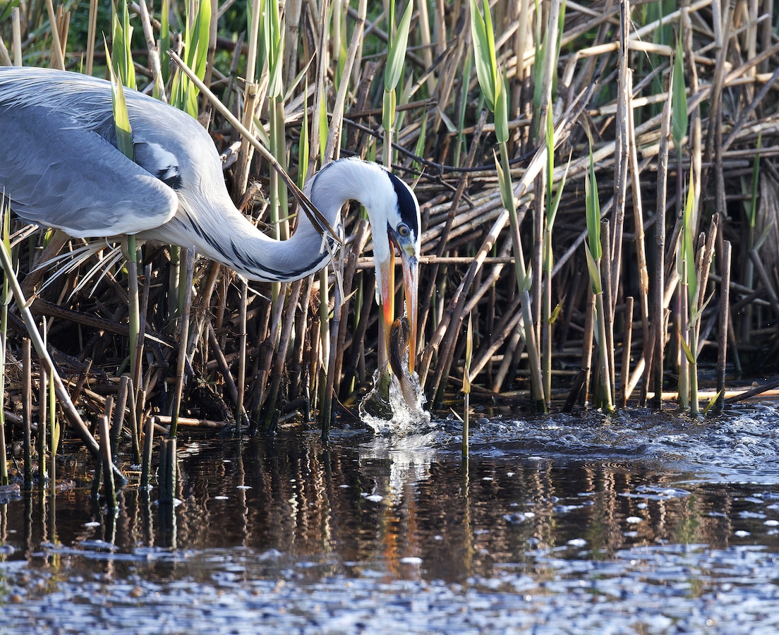 De zeearend naderde Gerard (76) tot op 30 meter: 'Met bonkend hart heb ...
