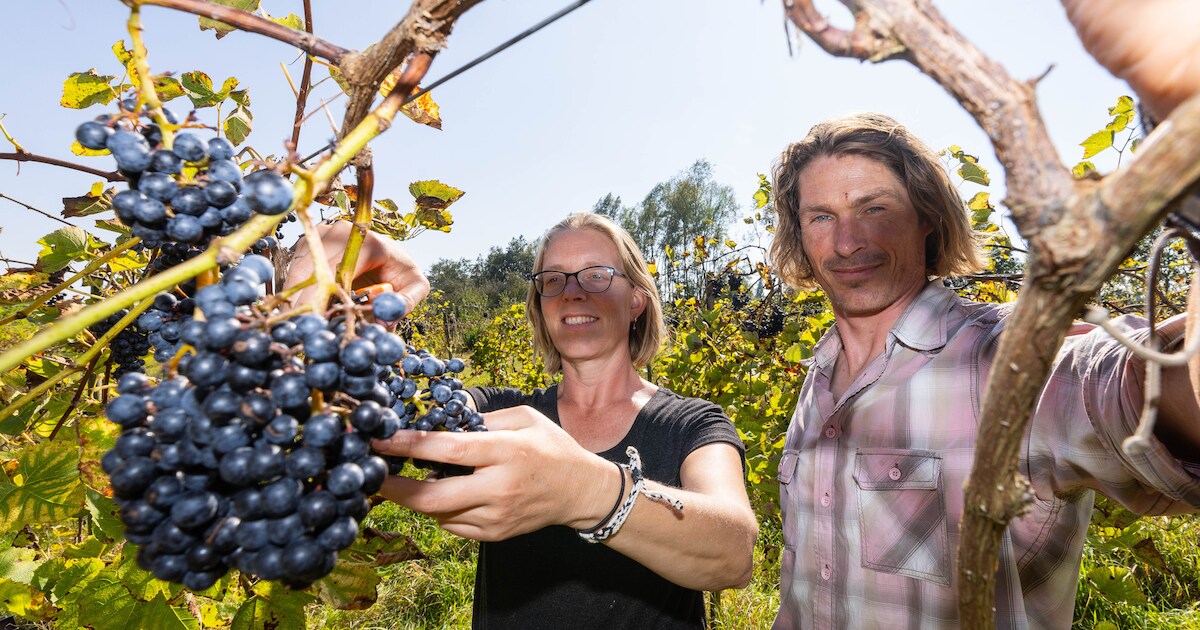 Waarom de wijngaard van Huib en Lotte inzet op onbespoten natuurwijnen ...