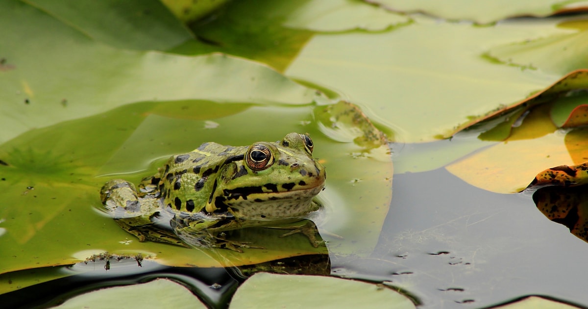 IVN Geldrop geeft cursus over amfibieën | Eindhoven | BD.nl