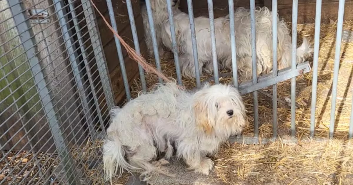 Veertig verwaarloosde dieren op één terrein: onder de maden en ...