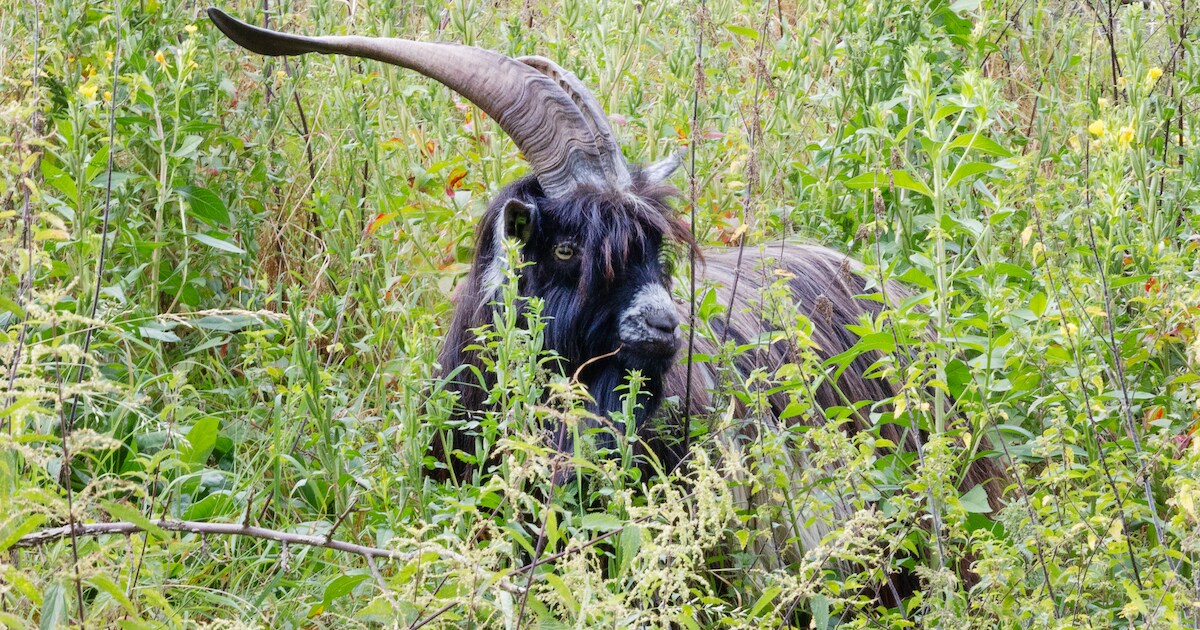 Wat doet oudere bok al maanden op het talud aan de Kennedylaan? ‘Het is ...