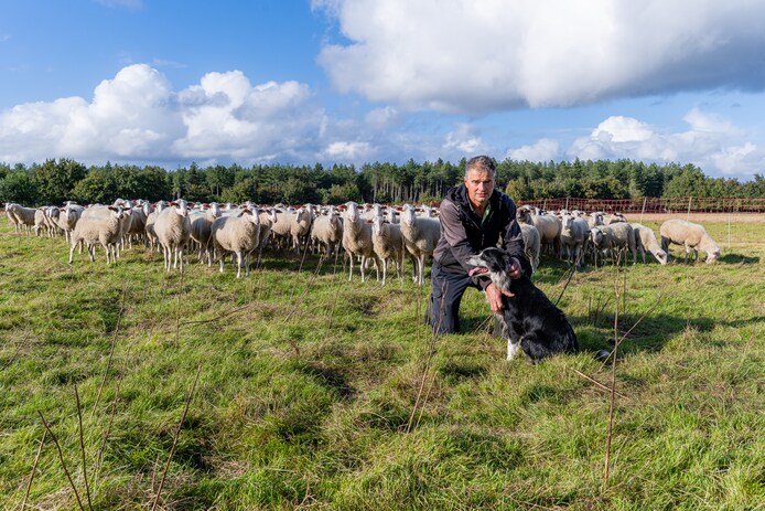 Boer Gert verloor in paar maanden tijd bijna 90 schapen aan de wolf ...