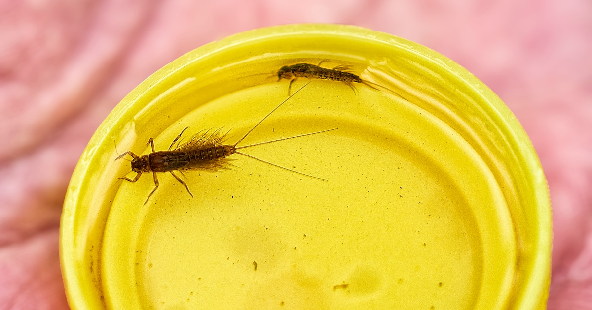 Brabantse beken krijgen zeldzame insecten terug: ‘Sterke graadmeter ...