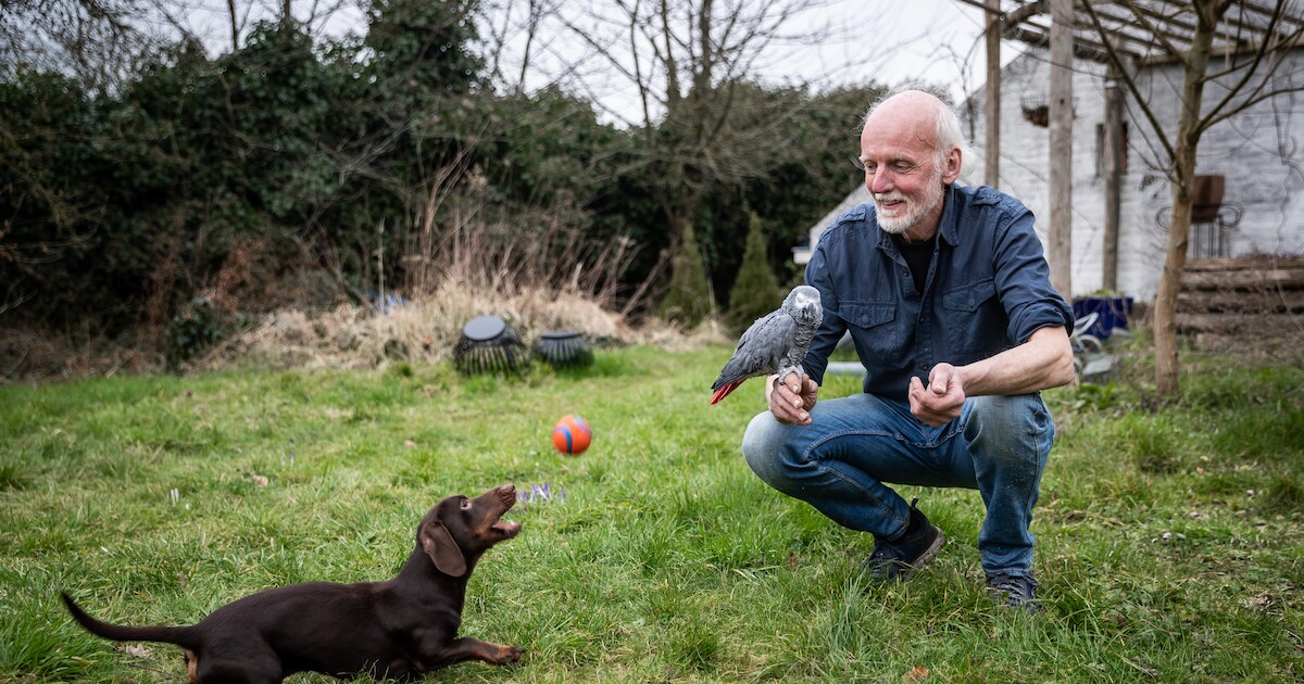 Geldropse dierenarts en vogelspecialist Frans Evers had leeuwin in zijn ...