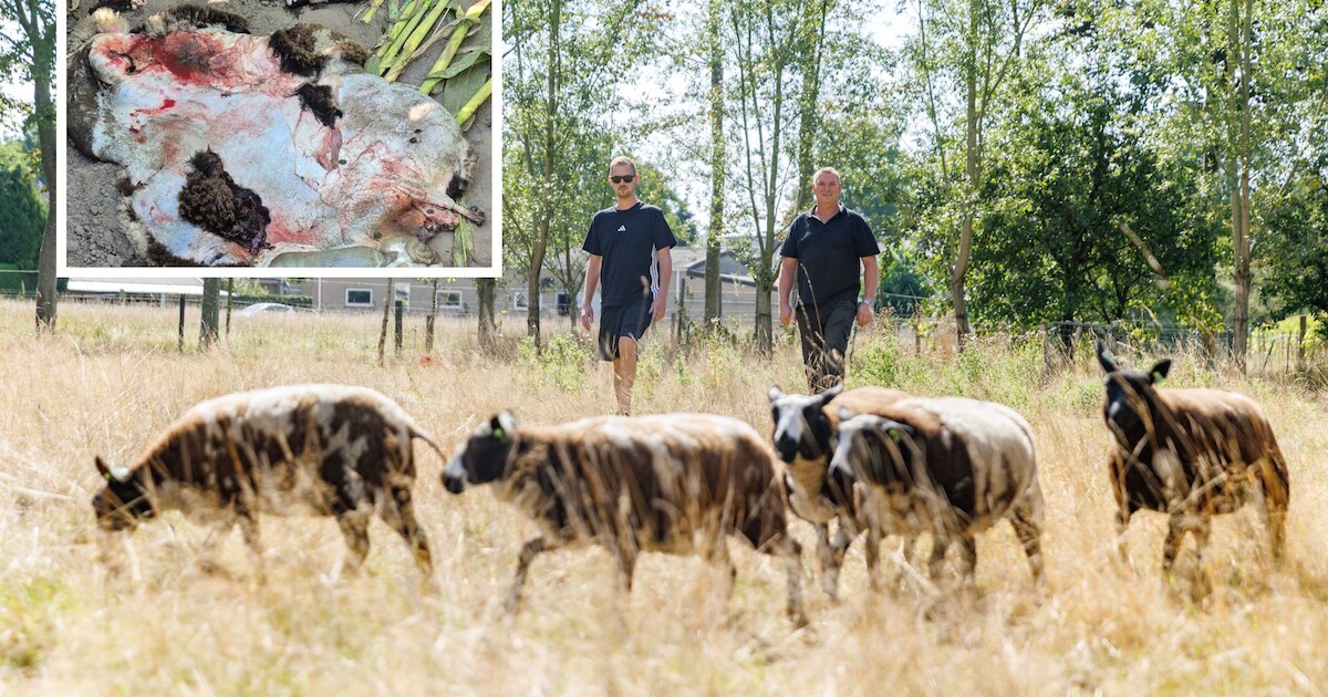Schaap gestolen en ter plaatse geslacht naast weiland Prinsen­beek ...