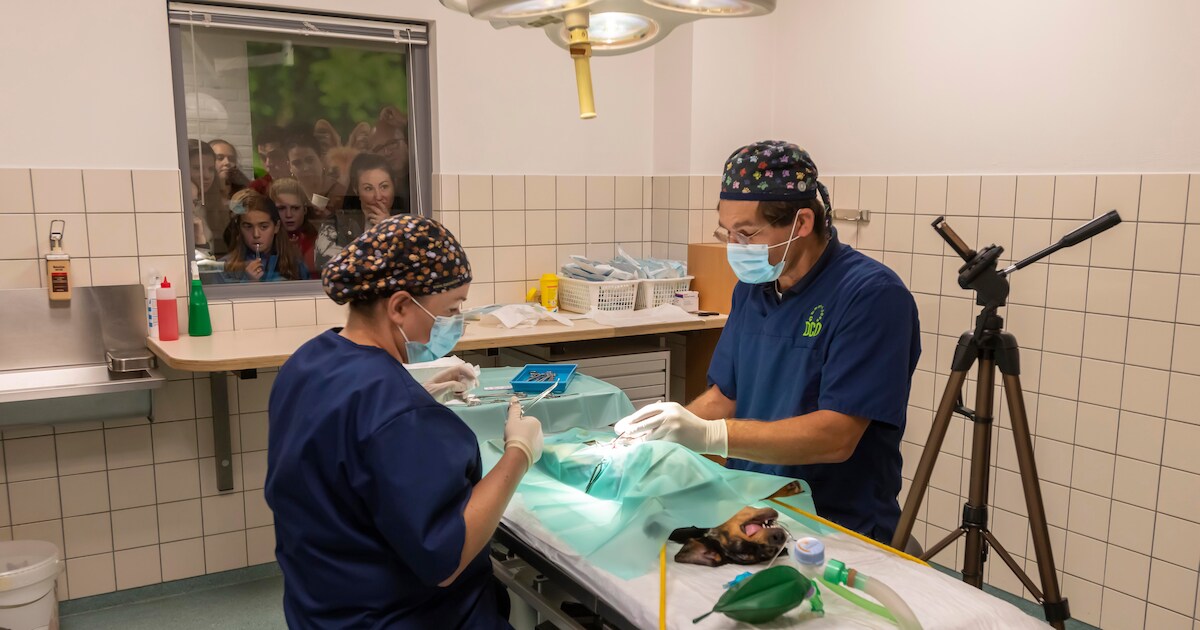 Live operatie bijwonen op open dag bij Diergeneeskundig Centrum ...