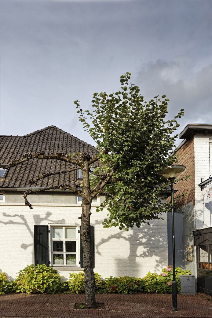 Nestelende duif zorgt voor half gesnoeide boom in Esch | Meierij | bd.nl