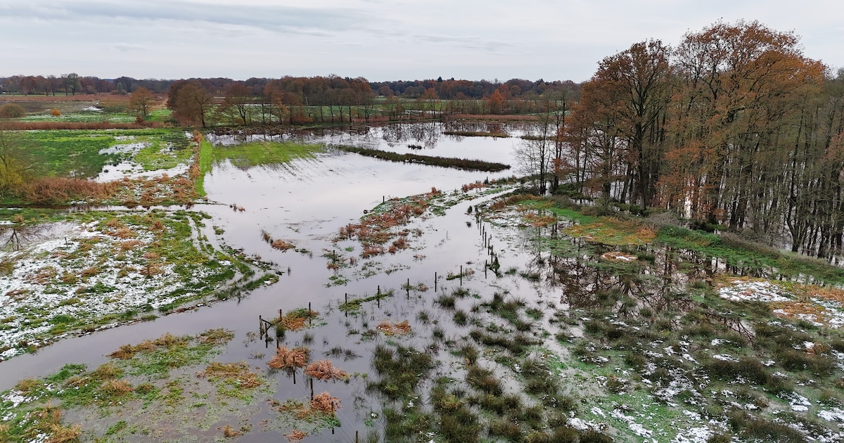 Waterschap kreeg al 130 schadeclaims: pijn bij Kempense boeren nog ...