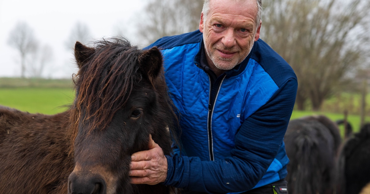 Rob moet met 43 pony’s vertrekken: ‘Ik en mijn dieren staan met de rug ...