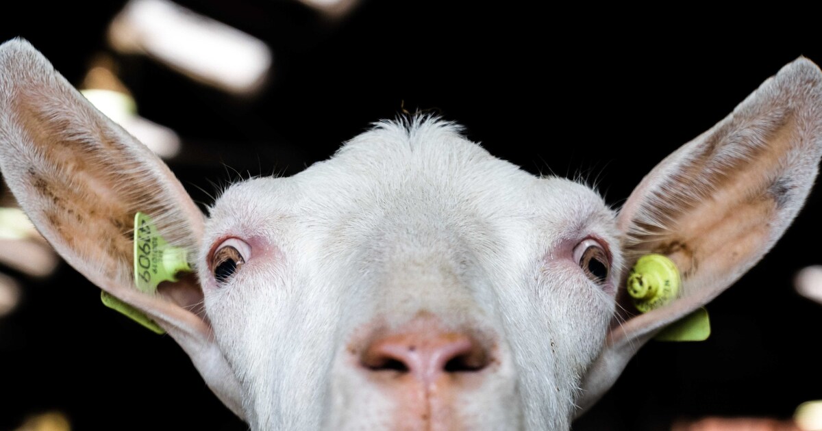 Geitenhouder Hurwenen aan alle kanten aangepakt en doorgelicht ...