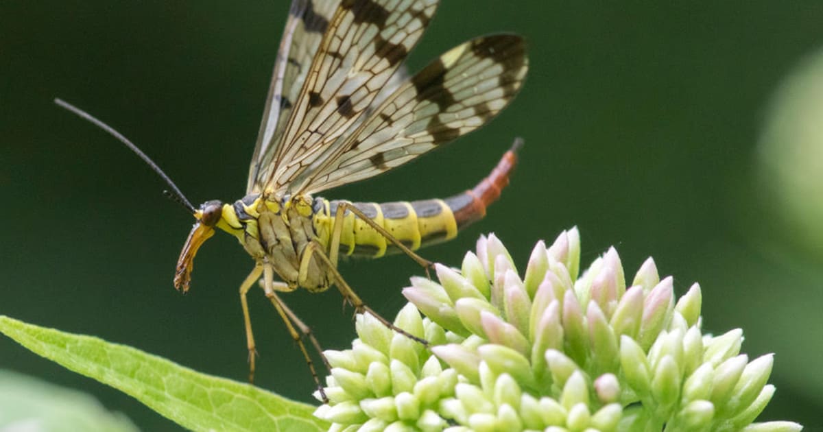 Zestig jaar Heempark Den Bosch-Zuid: ‘een paar keer per week proef ik ...