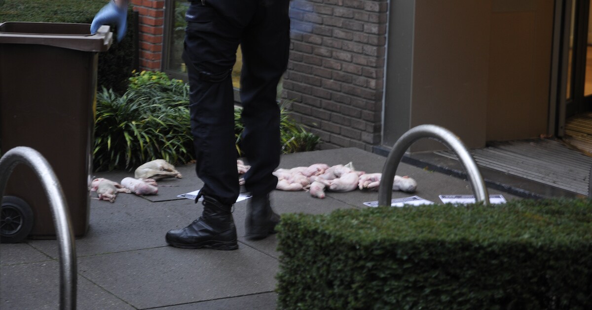 Actiegroep legt dode biggen neer bij ZLTO in Den Bosch | Den Bosch ...