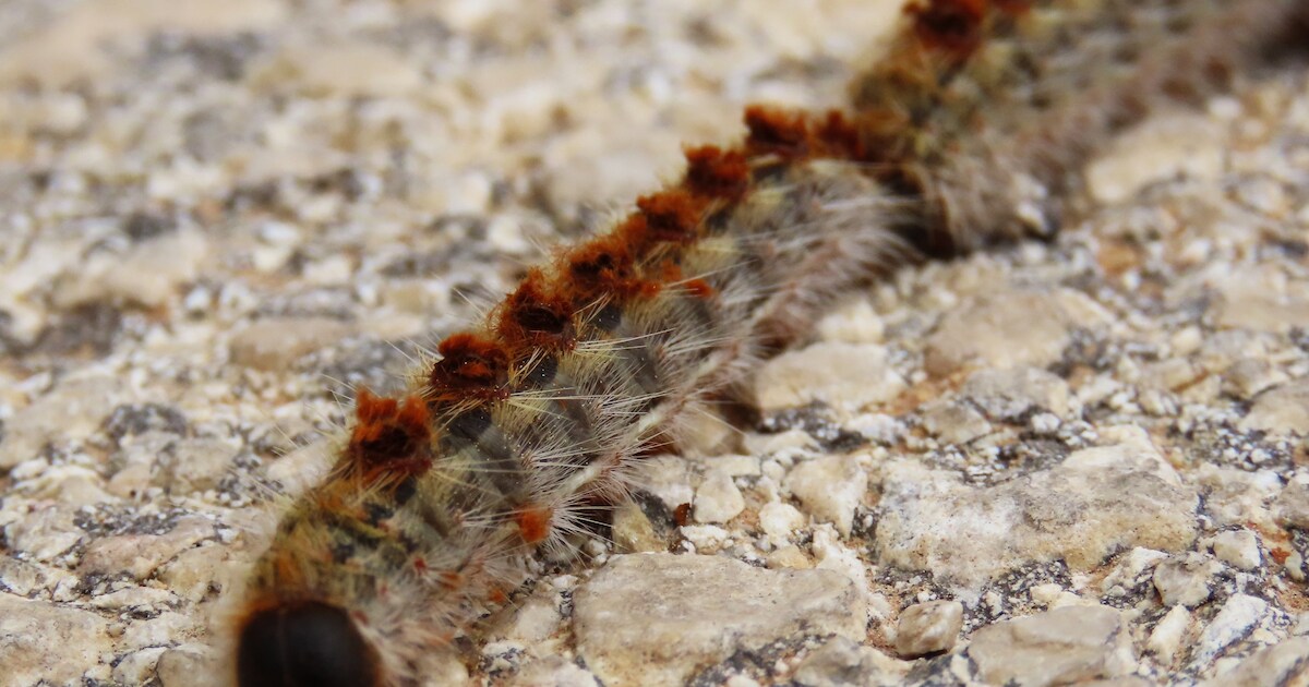 Dennenprocessierups is rap onderweg naar Nederland; kijk uit voor dit ‘broertje van ...