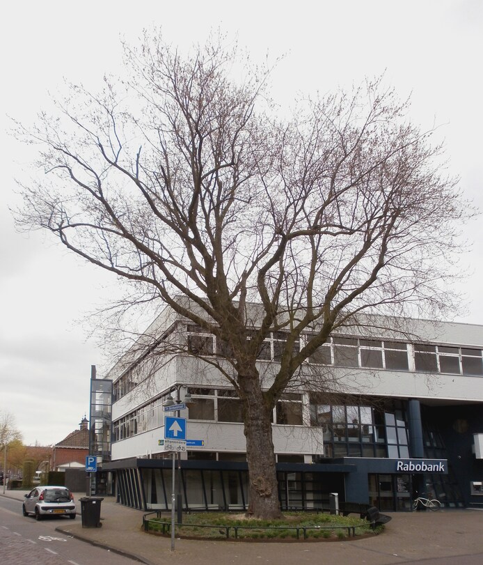 Zieke esdoorn verdwijnt uit Boxtels straatbeeld | Boxtel | bd.nl