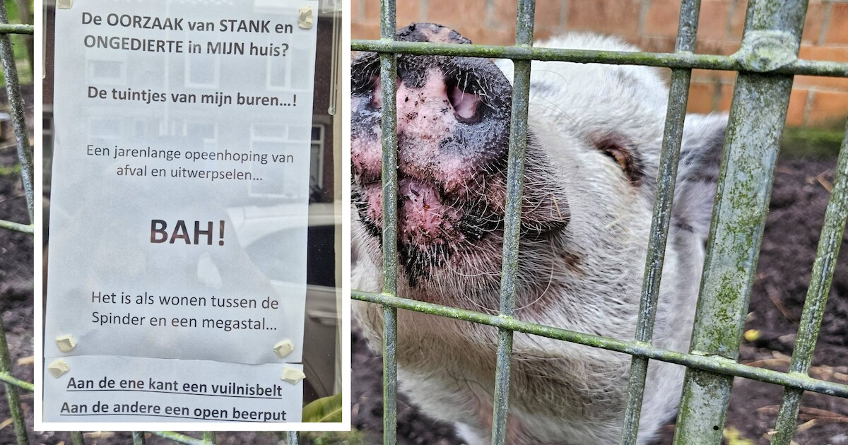 Burenruzie om varkens in Tilburgs tuintje: maar als Henk foto’s ophangt ...