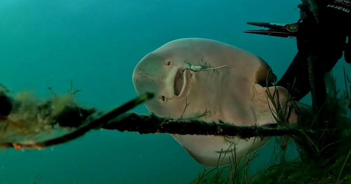 KIJK | Australische duiker redt verstrikte rog van vissershaak | Nieuws ...