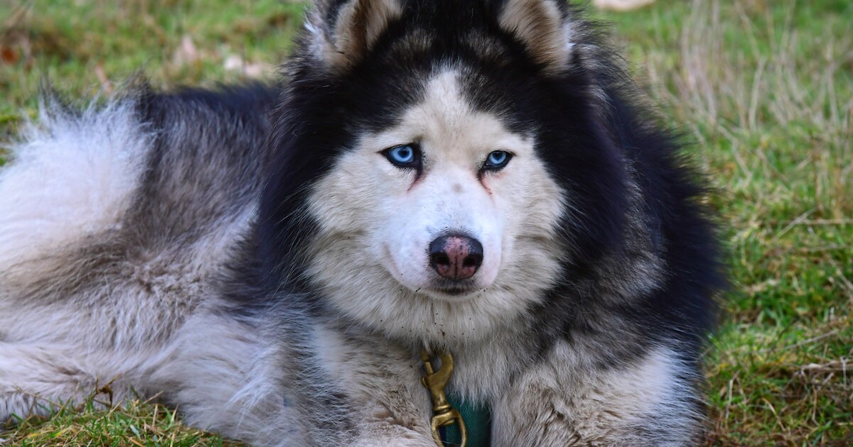 Danny gaat met zijn Siberische Husky Gaia rennen bij het Noorderlicht ...