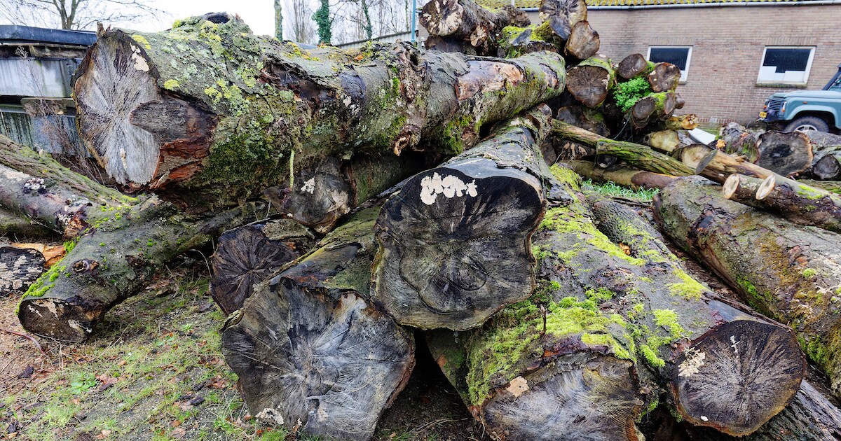 Bomen ziek of dood? Leve de nieuwe bomen! | Den Bosch | BD.nl
