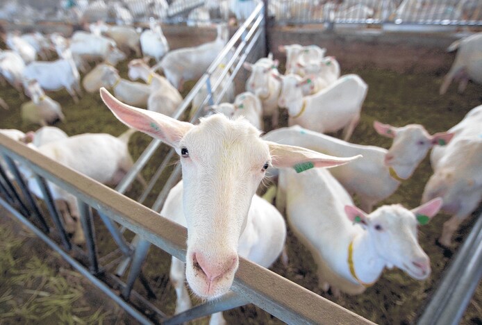 Waslijst vol overtredingen bij geitenhouder Maasdriel: ‘Een godswonder ...