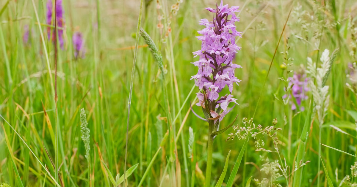 Ontdek meer over wilde orchideeën: lezing van deskundigen vanavond ...