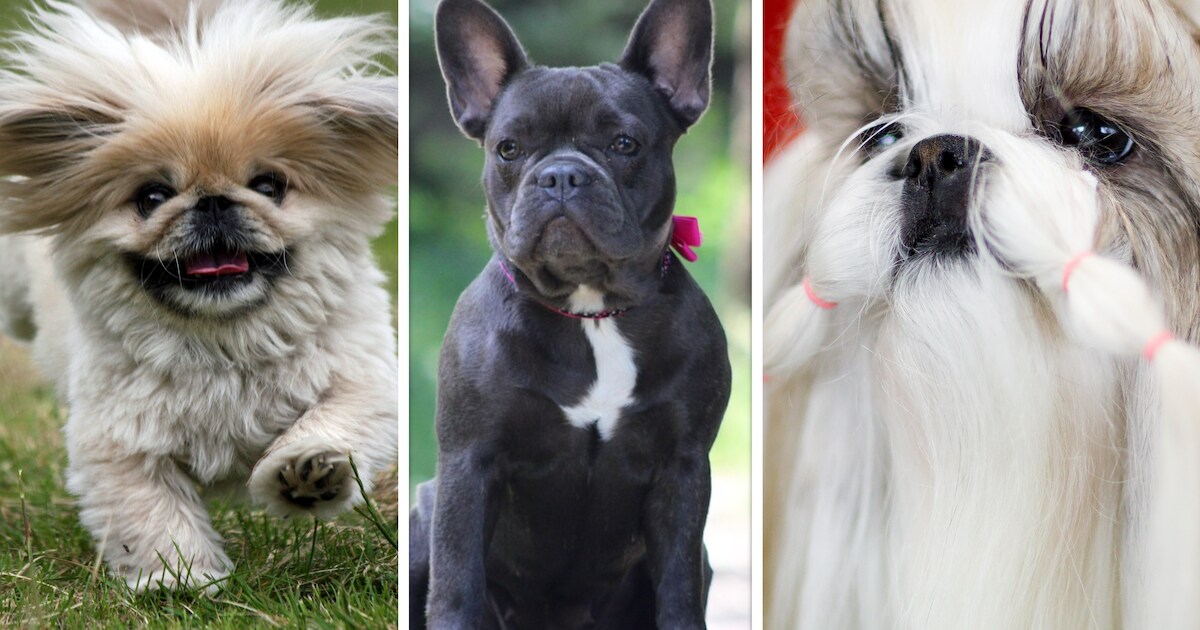 Niet het uiterlijk, maar de gezondheid moet leidend zijn bij ...