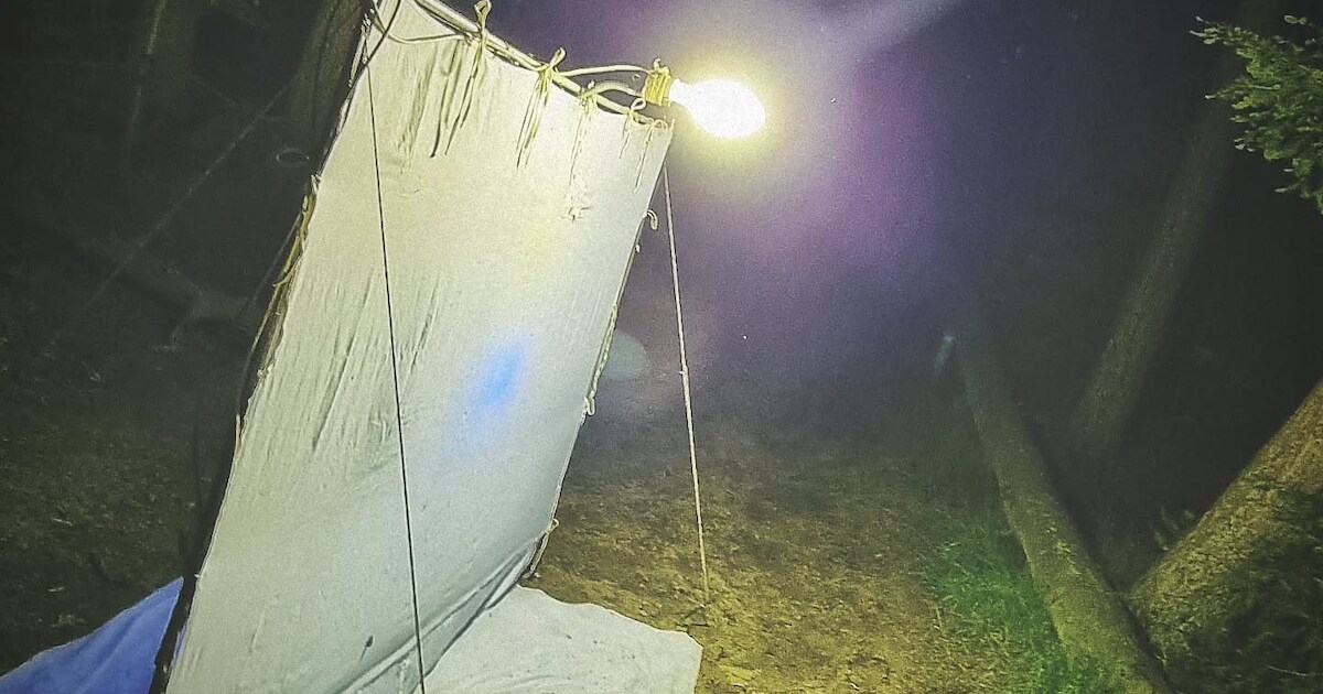 Fietser ziet man groot wit doek uit kofferbak halen in Loonse en Drunense duinen: ‘Niet alles is ...