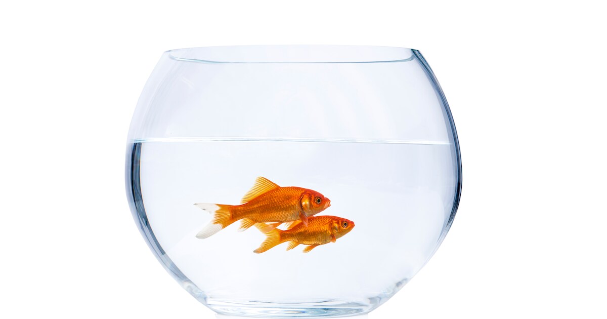 ‘Hoe kón je dat nou doen!’, zei mijn vrouw, nadat ik de goudvissen door het toilet had gespoeld ...