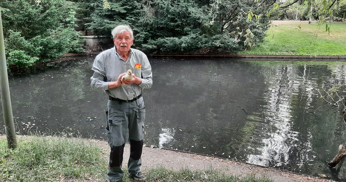 Hans (78) voert al 25 jaar eenden door heel Tilburg: ‘Er verdwijnen ...