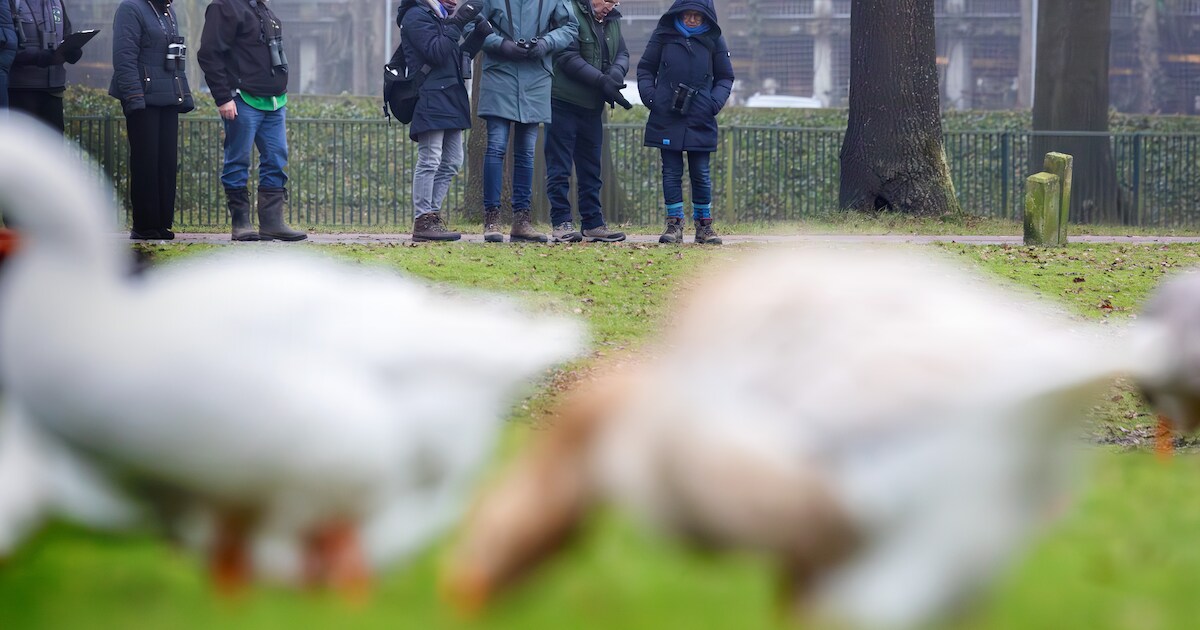 Vroeg uit de veren voor een tegenvallende oogst: ‘Het is wat kouder ...