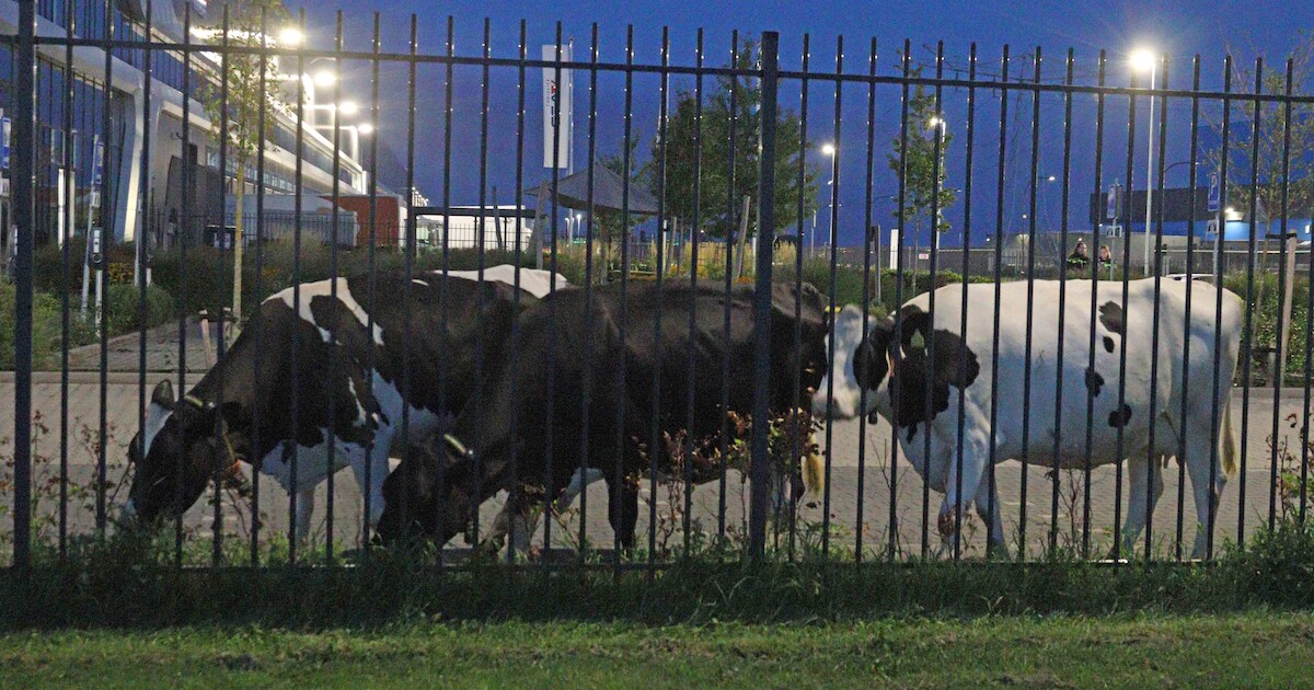 Drie koeien lopen bedrijventerrein op nadat ze zijn ontsnapt uit weiland in Waalwijk | Waalwijk ...