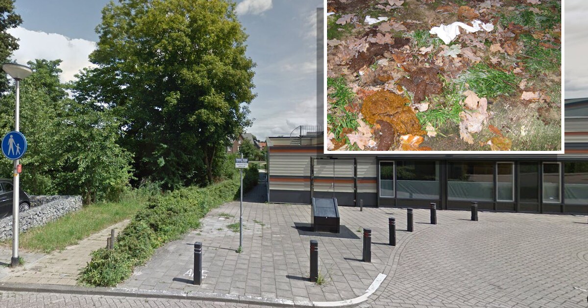 Wildpoeper al weken actief: ‘Het was zo recht van vorm en er lagen ...